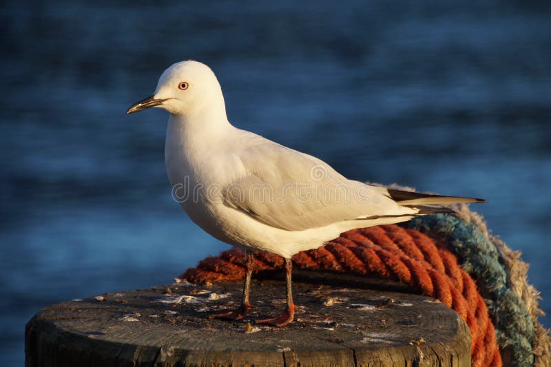 Segal bird stock photo. Image of birds, abel, beaches - 63710864