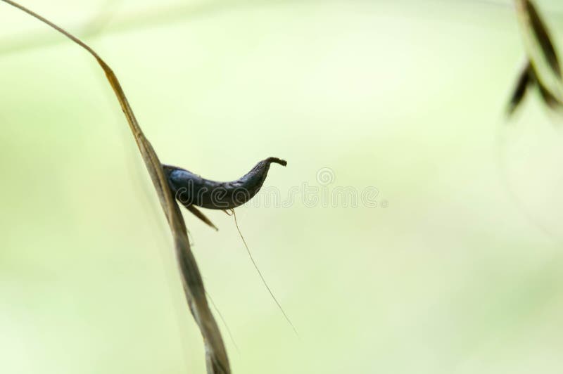 Segale Cornuta Sulla Pianta Fotografia Stock - Immagine di segale ...