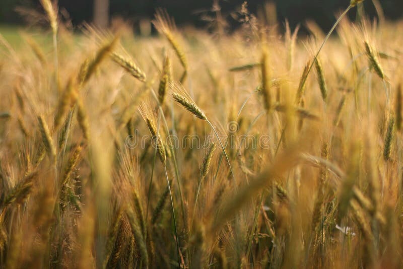 Campo di segale fotografia stock. Immagine di alimento - 57795382