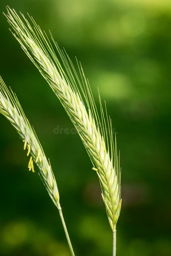 Segale Selvatica Foto Stock - Download 94 Royalty Free Photos