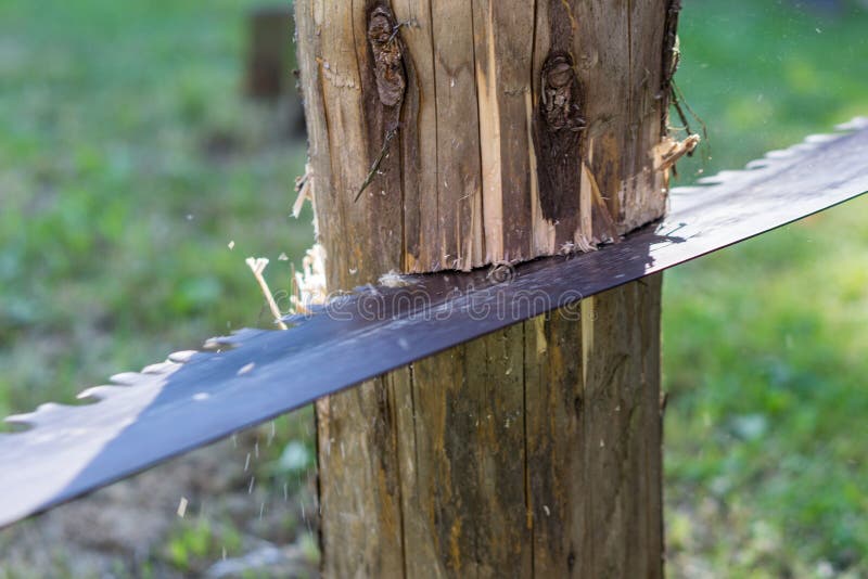 Segare Un Albero Con La Sega a Mano Immagine Stock - Immagine di ...