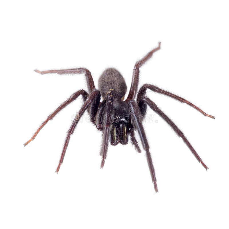 Segestriaflorentina - Akaweb of Kelderspin Op Wit Stock Foto - Image of ...