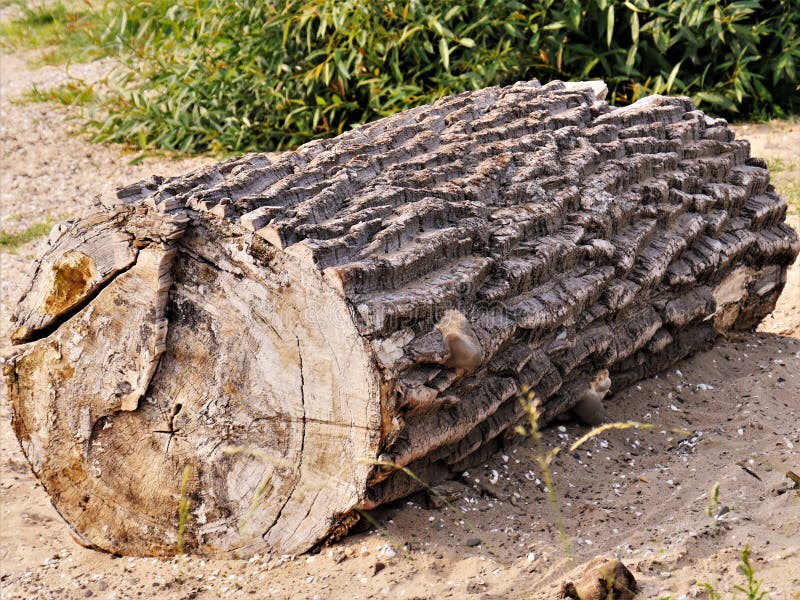Segment of a Tree Trunk Clearly Visible Cut Surface, As Driftwood ...