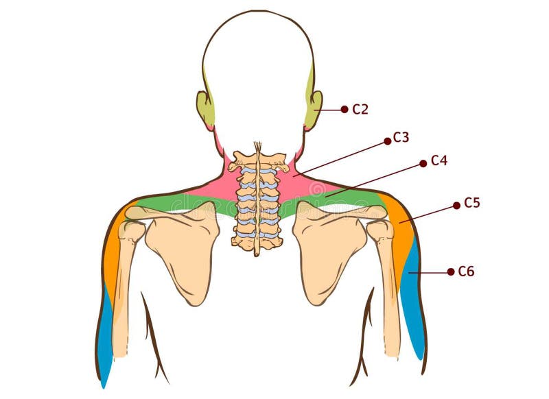 Segmentation Cutanée De Membre Supérieur Illustration Stock ...