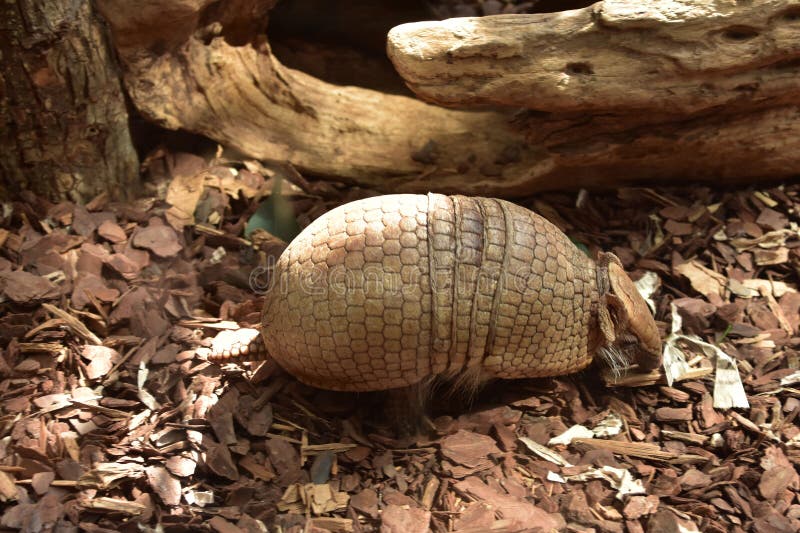 Segmented Armadillo with a Hard Shell on His Back Stock Image - Image ...