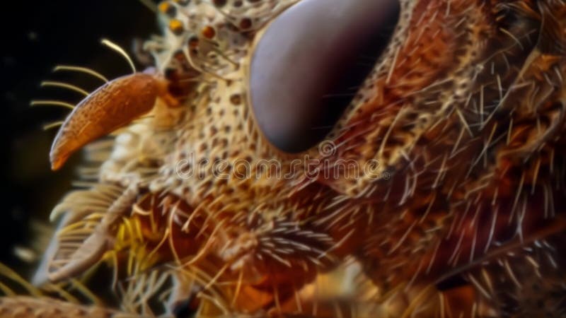 The Segmented Jointed Structure of an Insects Maxillae and Labium Can ...