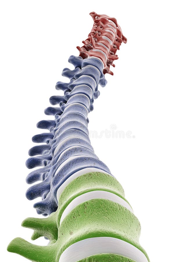 The Segments of the Human Spine Stock Illustration - Illustration of ...