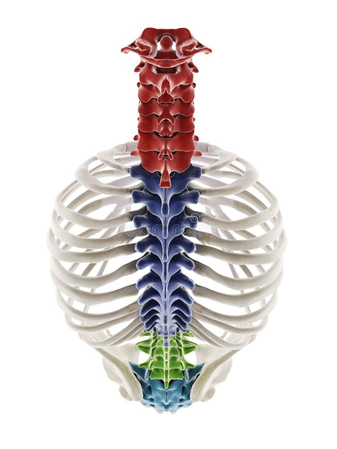 The Segments of the Human Spine Stock Illustration - Illustration of ...