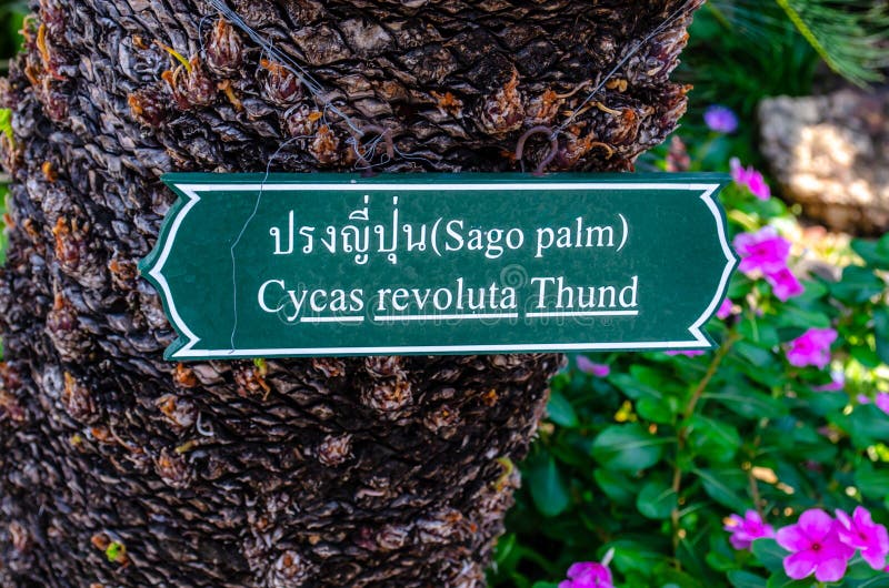 Sego Palm stock image. Image of nature, flora, cycad - 145263185