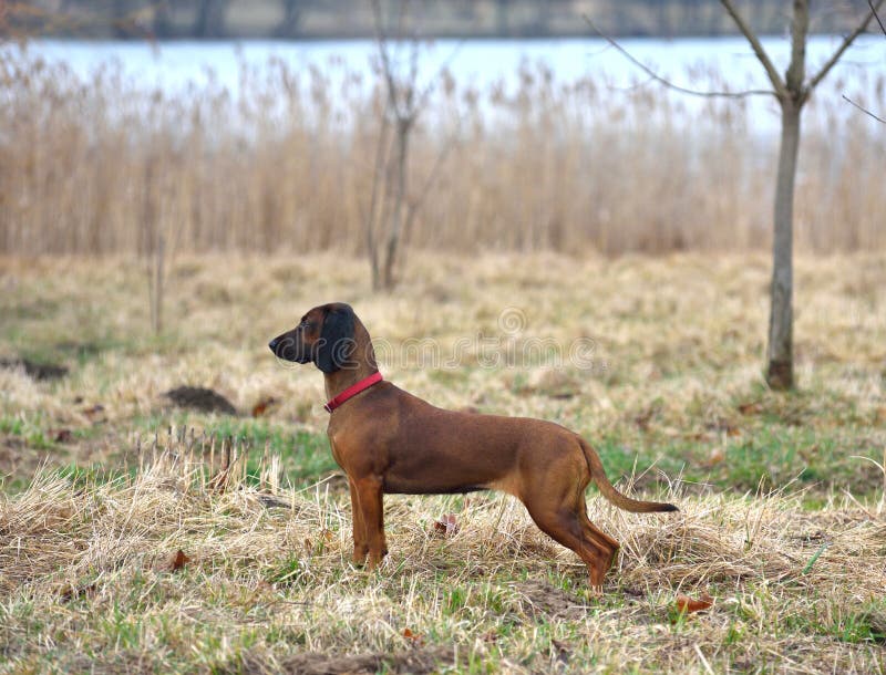 Cane Bavarese Della Montagna Fotografia Stock - Immagine di zampe ... Cane Bavarese Della Montagna Fotografia Stock - Immagine di zampe ...