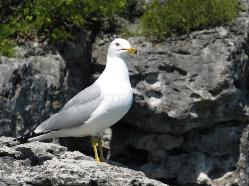 Segull stock photo. Image of gull, habitat, rocks, beak - 14589000