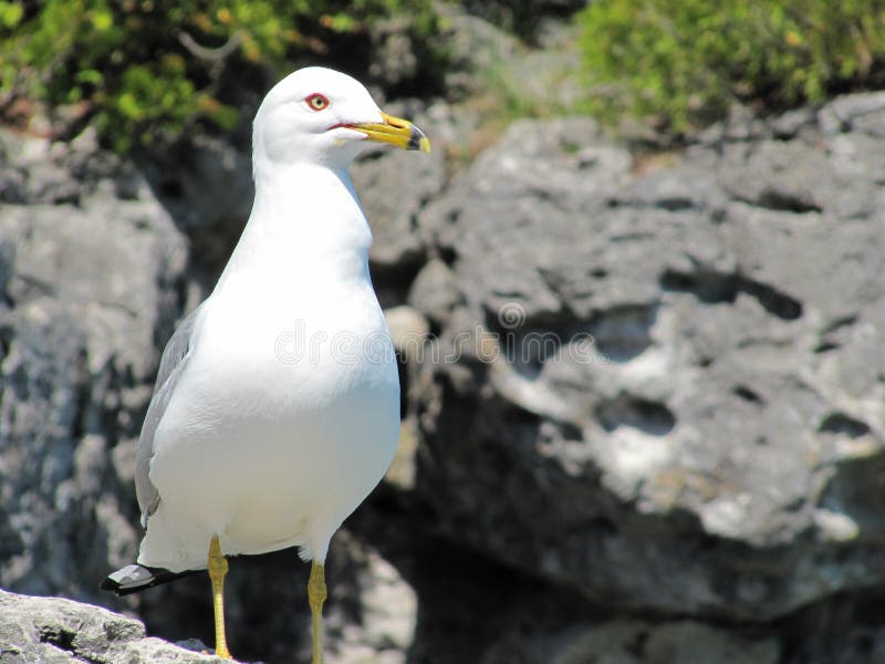 Segull stock image. Image of fearless, beak, cliff, perched - 14589061