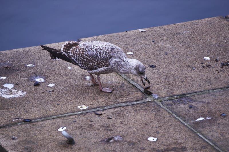 Seagull Eating Muscle Stock Photos - Free & Royalty-Free Stock Photos ...