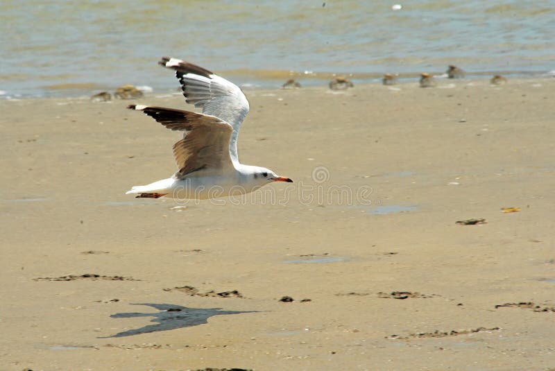 Segull flying on the sand stock photo. Image of flying - 131621618