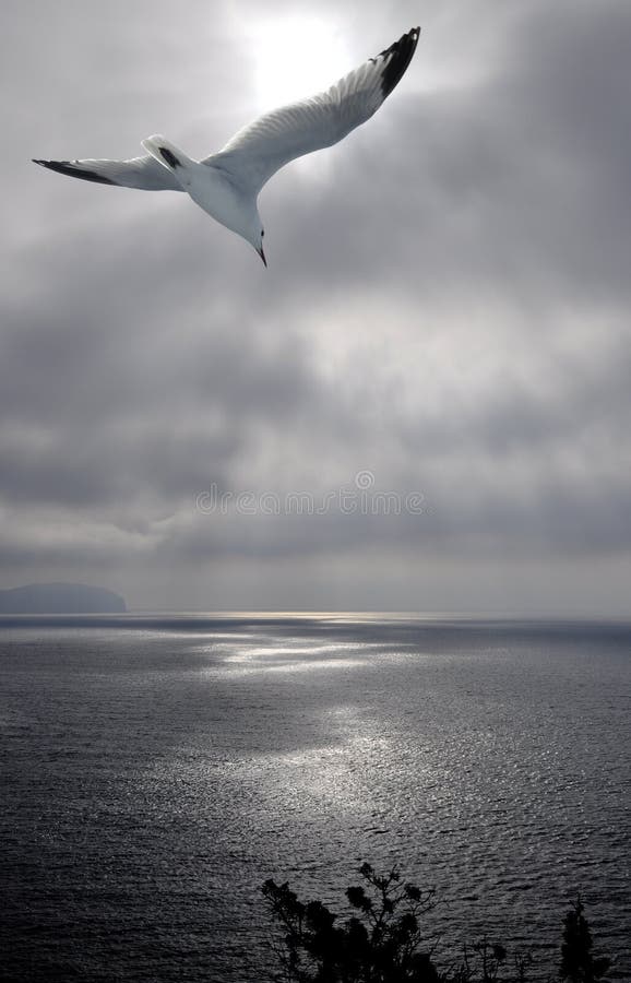 Segull on the sea stock image. Image of water, space - 41496257