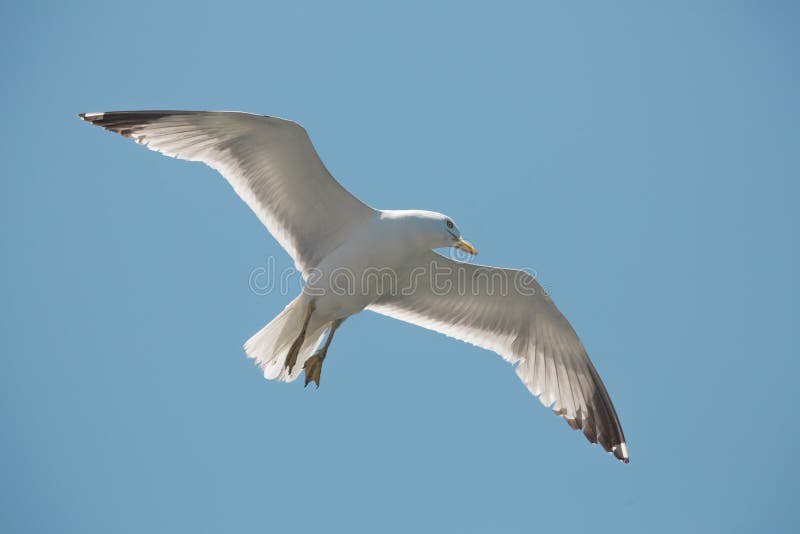 Segull stock photo. Image of soaring, eather, beautiful - 37885772