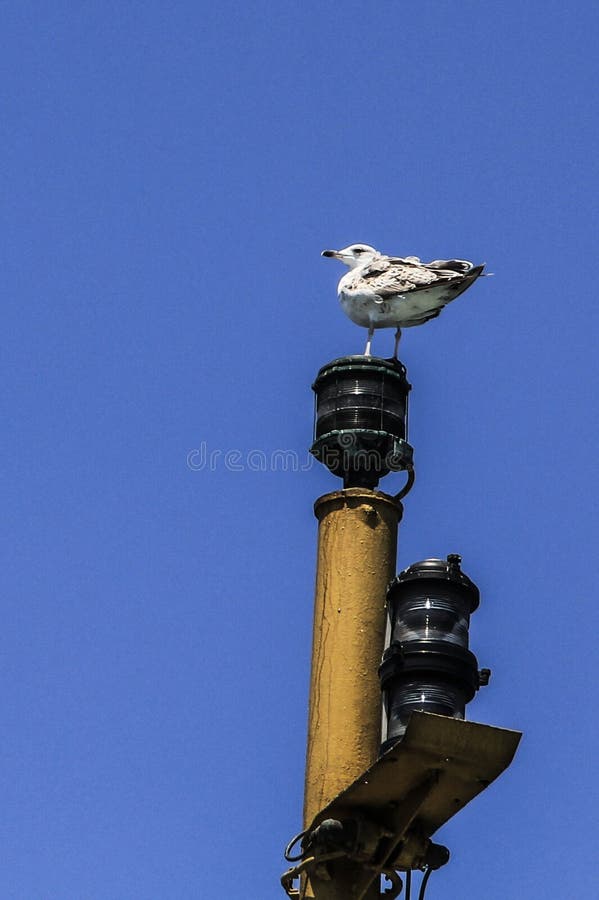Segull stock photo. Image of pole, nature, clipping, bird - 55818734