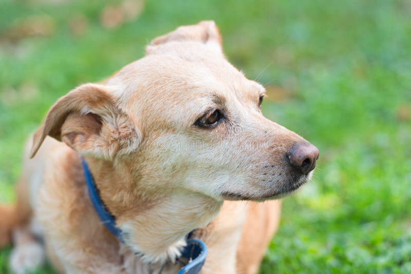 Sehr alter Hund stockfoto. Bild von braun, scharf, entzückend - 125196994
