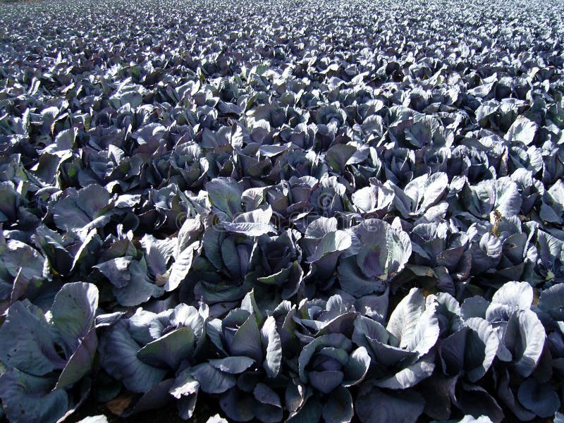 Kohlfeld stockbild. Bild von kohl, feld, betrieb, nahrung - 17332623