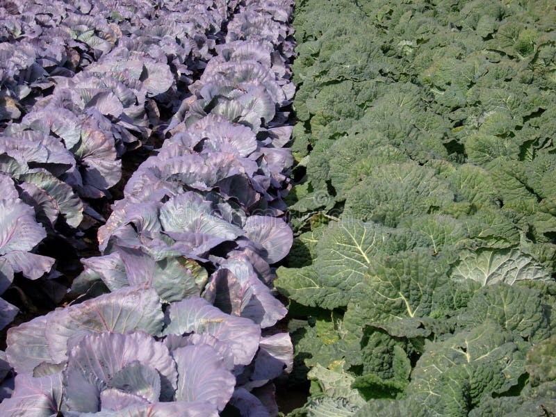 Kohlfeld stockbild. Bild von kohl, feld, betrieb, nahrung - 17332623