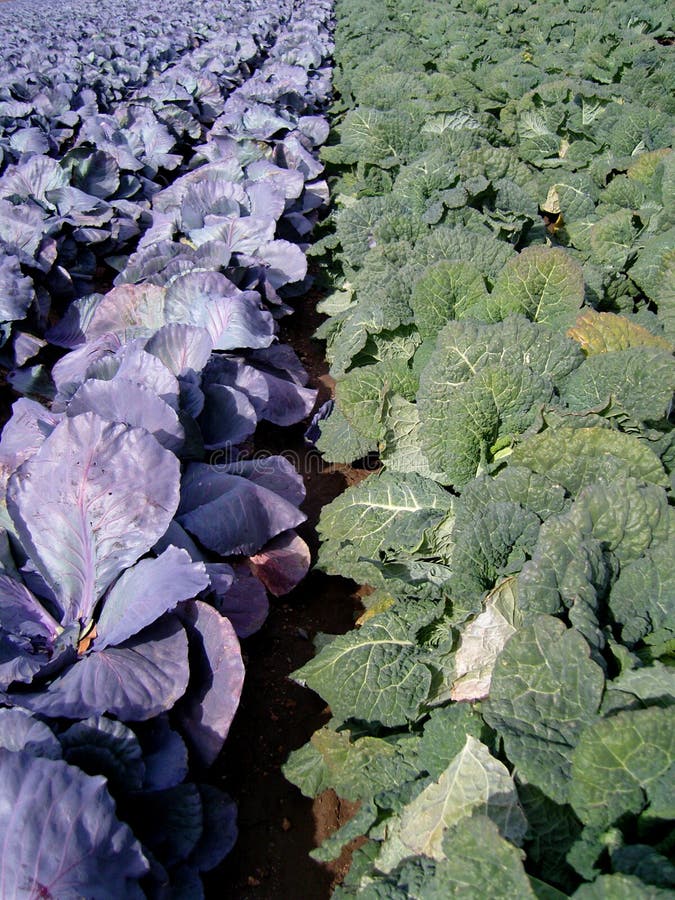 Enormer Kohl in Einem Hochbeetgarten Im Haupthinterhof Stockfoto - Bild ...