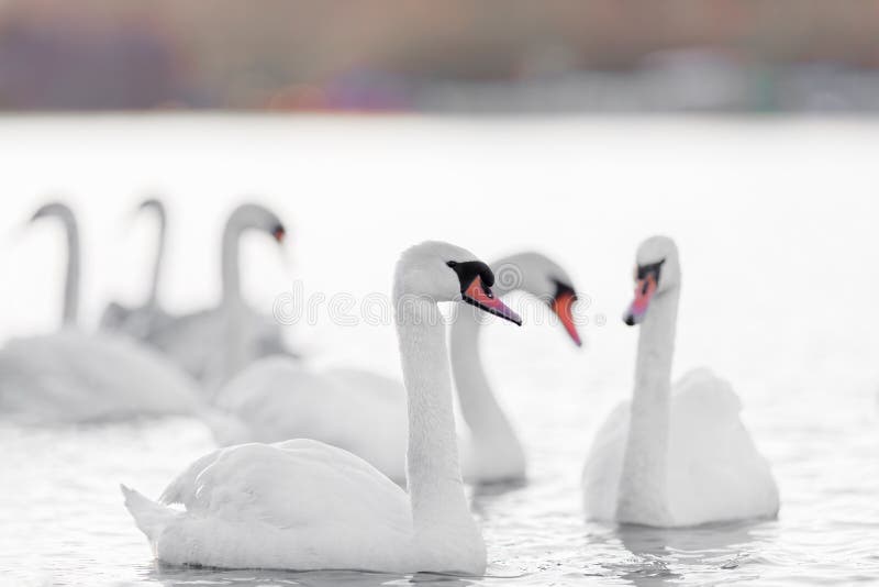 Combattimento Dei Cigni Muti Immagine Stock - Immagine di amore ...