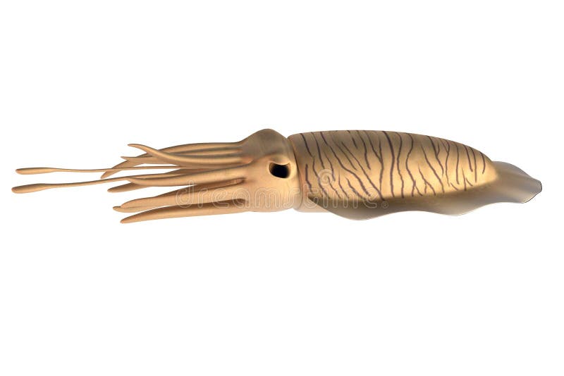 Seiches Stock Illustrations, Vecteurs, & Clipart – (6,231 Stock ...