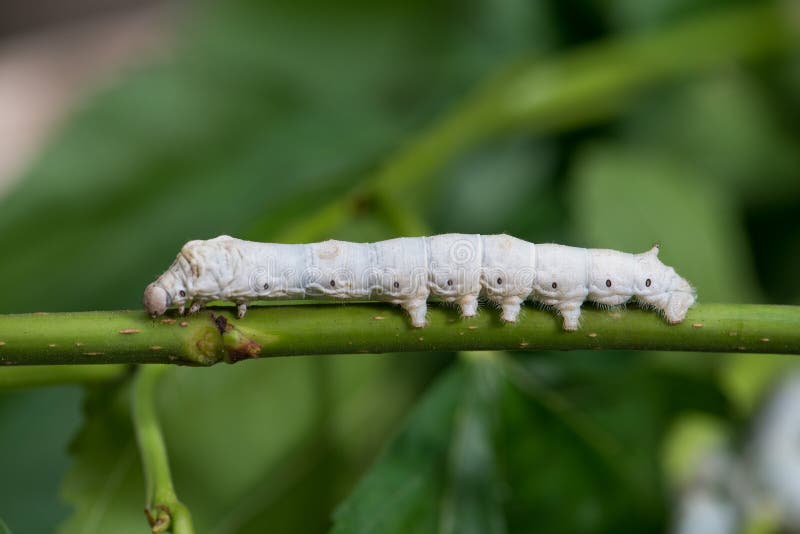 Seidenraupe stockfoto. Bild von nave, essen, kultur, insekt - 39389556