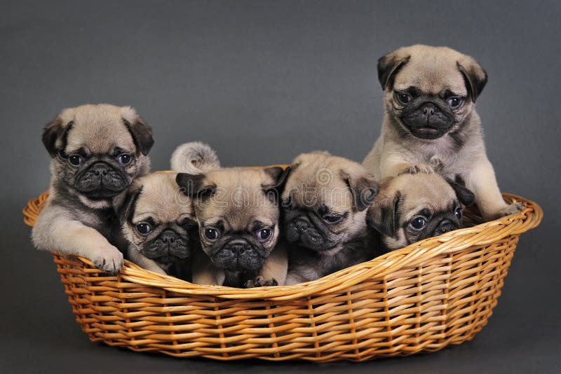 Seis Filhotes De Cachorro Do Pug. Foto de Stock - Imagem de bege ...