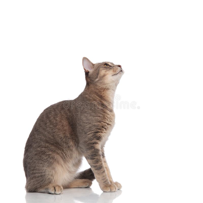 Seitenansicht Der Grauen Katze Oben Sitzend Und Schauend Stockfoto ...
