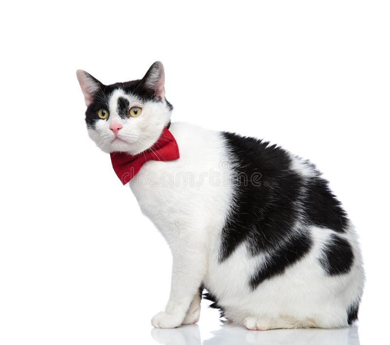 318 Katze Die Zur Seite Schaut Fotos - Kostenlose und Royalty-Free ...