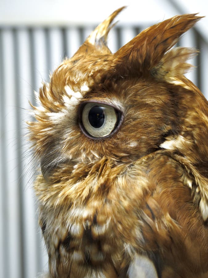 Seitliches Profil Der Braunen Eule Stockfoto - Bild von schnabel, nave ...