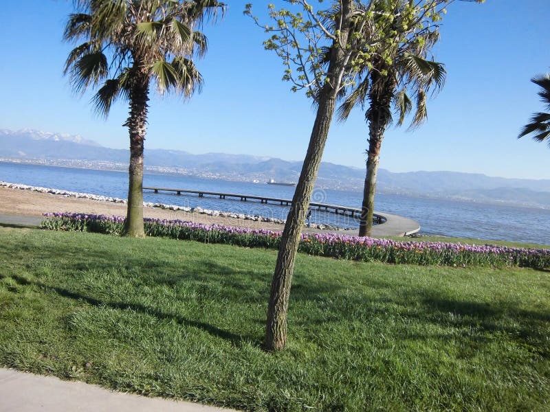 Seka park stock image. Image of tulips, park, flowers - 154308737