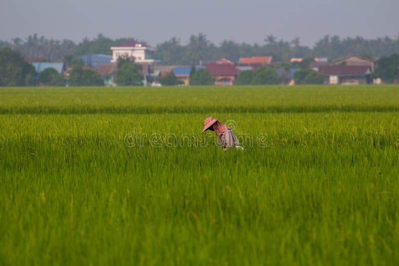 Sekinchan paddy field editorial photo. Image of plant - 146343146