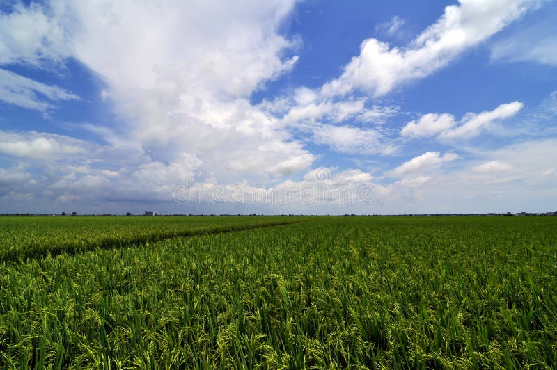Sekinchan Paddy Field stock photo. Image of agriculture - 42803604