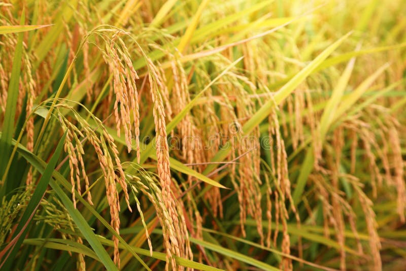 Sekinchan Rice Filed stock image. Image of ripe, food - 95177019