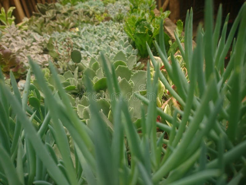 Sekulen stock image. Image of prairie, vegetable, flower - 223011737
