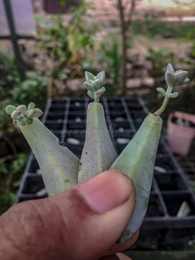 Sekulen stock photo. Image of succulent, long, time - 227345330