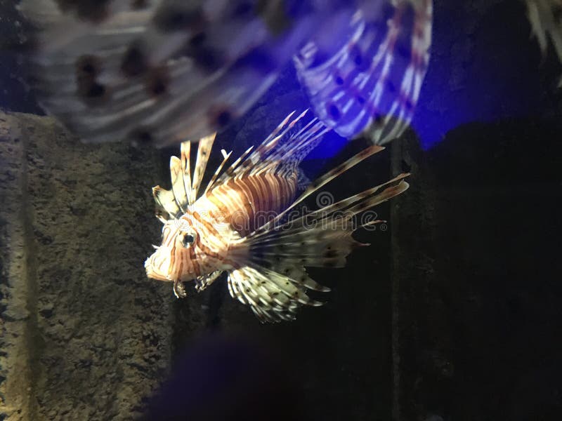 Sel-fish stock image. Image of malta, fish, national - 162390831