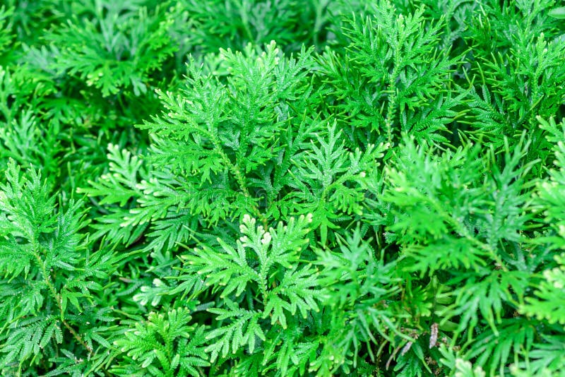 462 Selaginella Fern Stock Photos - Free & Royalty-Free Stock Photos ...