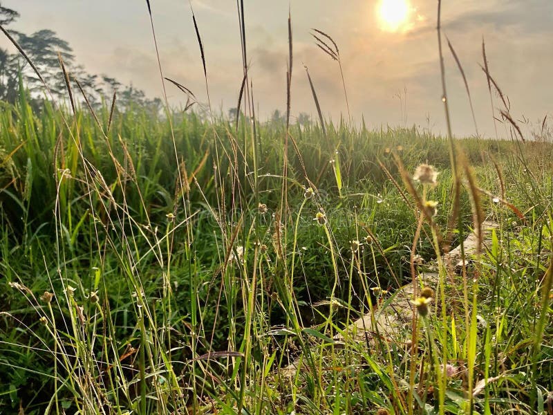 Selamat Pagi Butiran-butiran Embun. Stock Photo - Image of embun ...