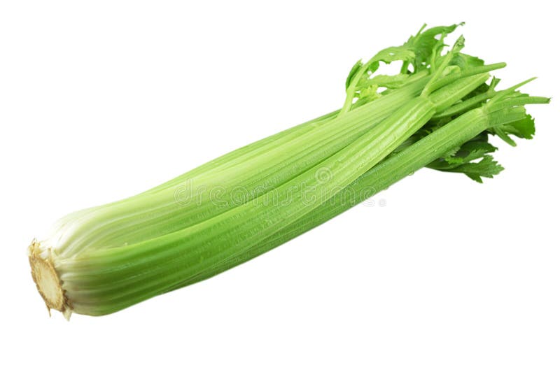 Selderie stock afbeelding. Image of organisch, wortel - 14122403
