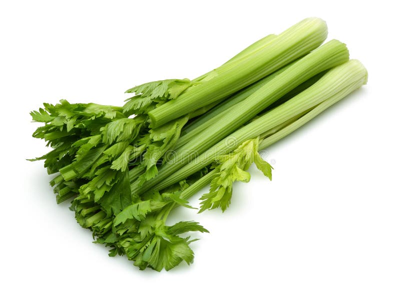 Selderie twee stock foto. Image of blad, naughty, biologie - 28143730