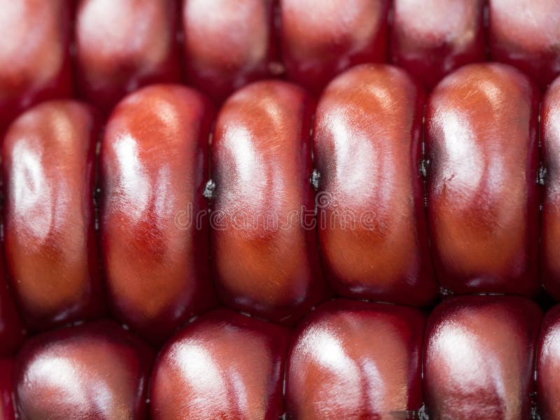 Select Focus of Brown Corn. Nature for Texture Background Stock Image ...