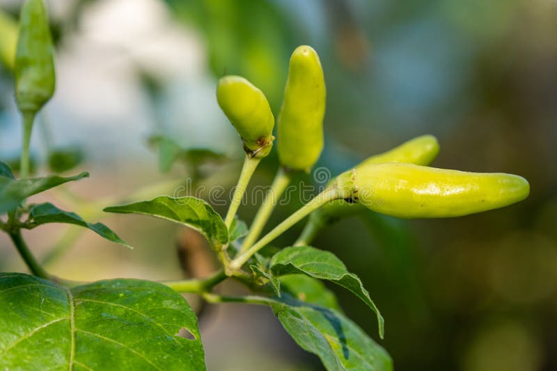 The Select Focus Close Up Shot of a Green Chilli Tree in the Garden ...