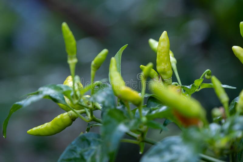 Select Focus Close Up Shot of a Green Chilli Tree in the Garden Stock ...