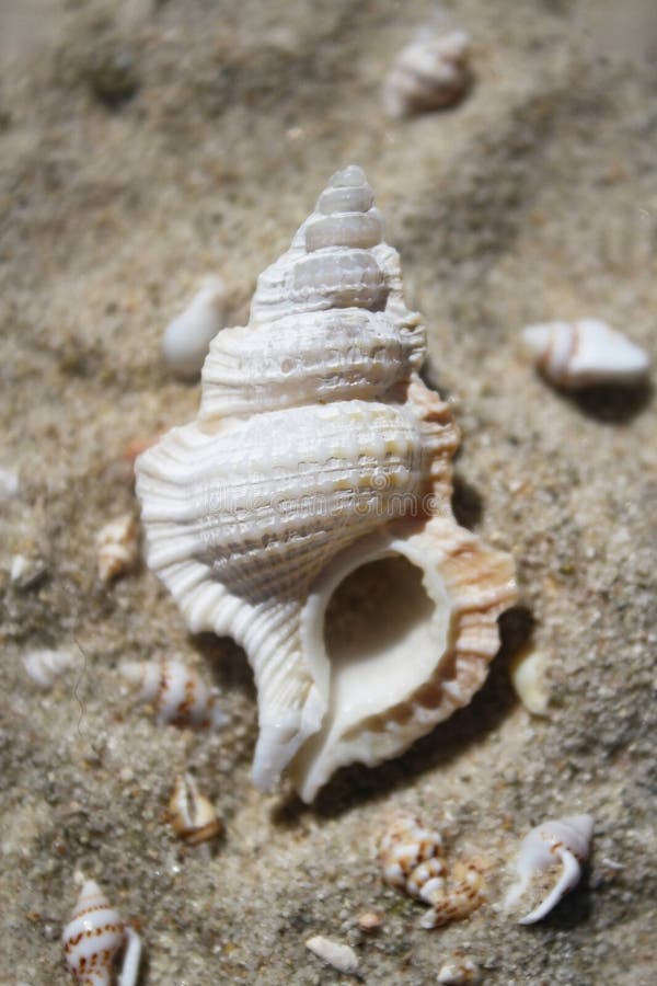 Select Focus on Large Conk Shell in Sand Stock Image - Image of ...