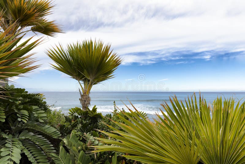 Select Focus of Little Palm Trees with Sea and Sky in Background Stock ...