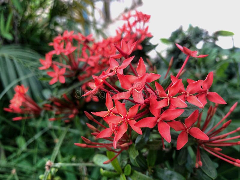 Ixora ,red flower stock photo. Image of select, ixora - 121540624