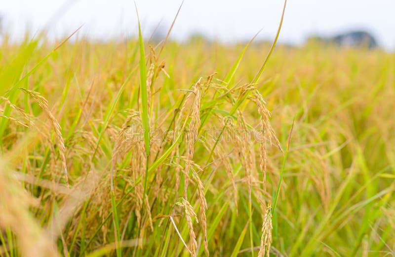 Select Focus Rice Field with Copy Space. Food Agriculture Concept Stock ...